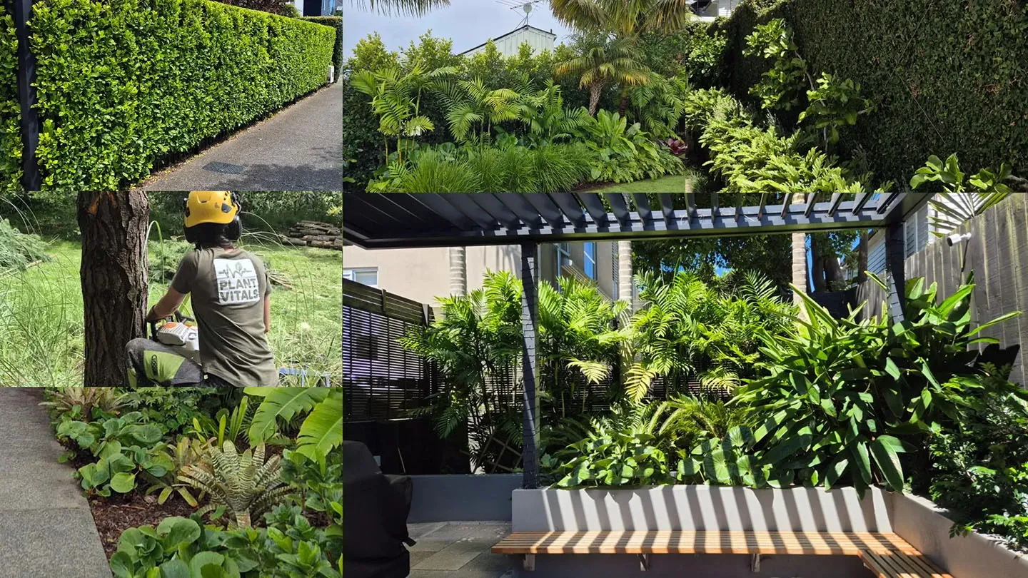 Professional Garden Care Services Auckland | Expert Pest Control ...